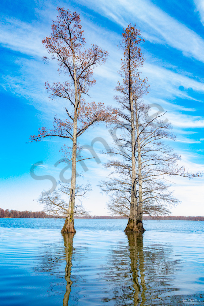 Cypress Trees Reflection 478 – Nature Artwork for Healthcare