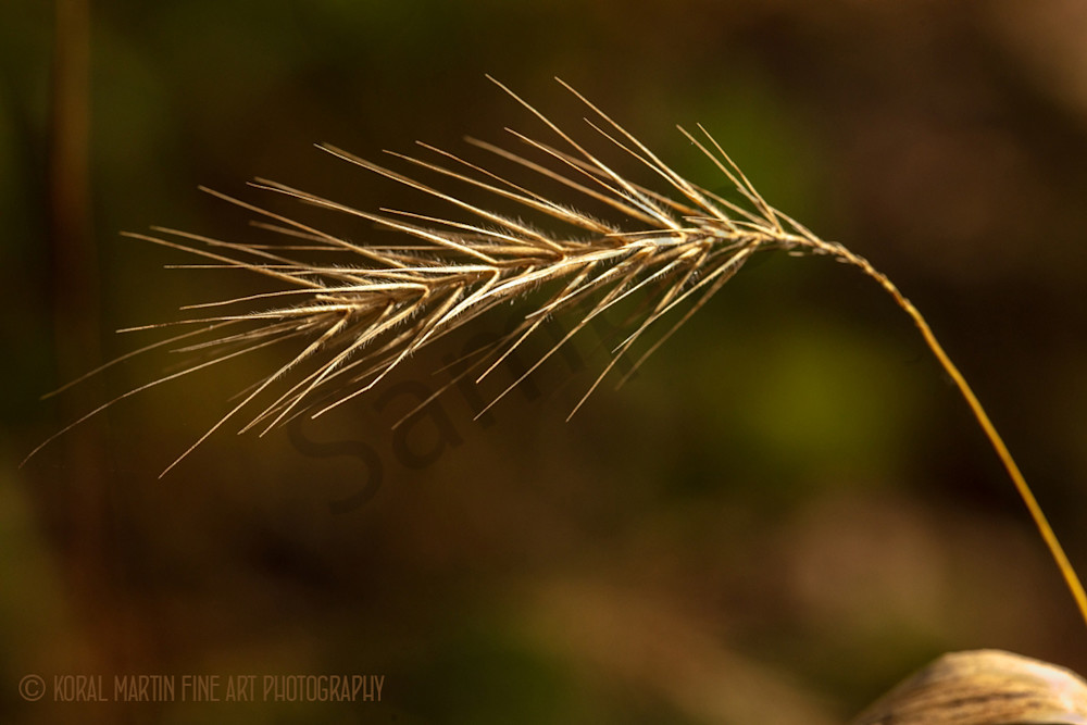 Grass 0635 – Nature Artwork for Healthcare