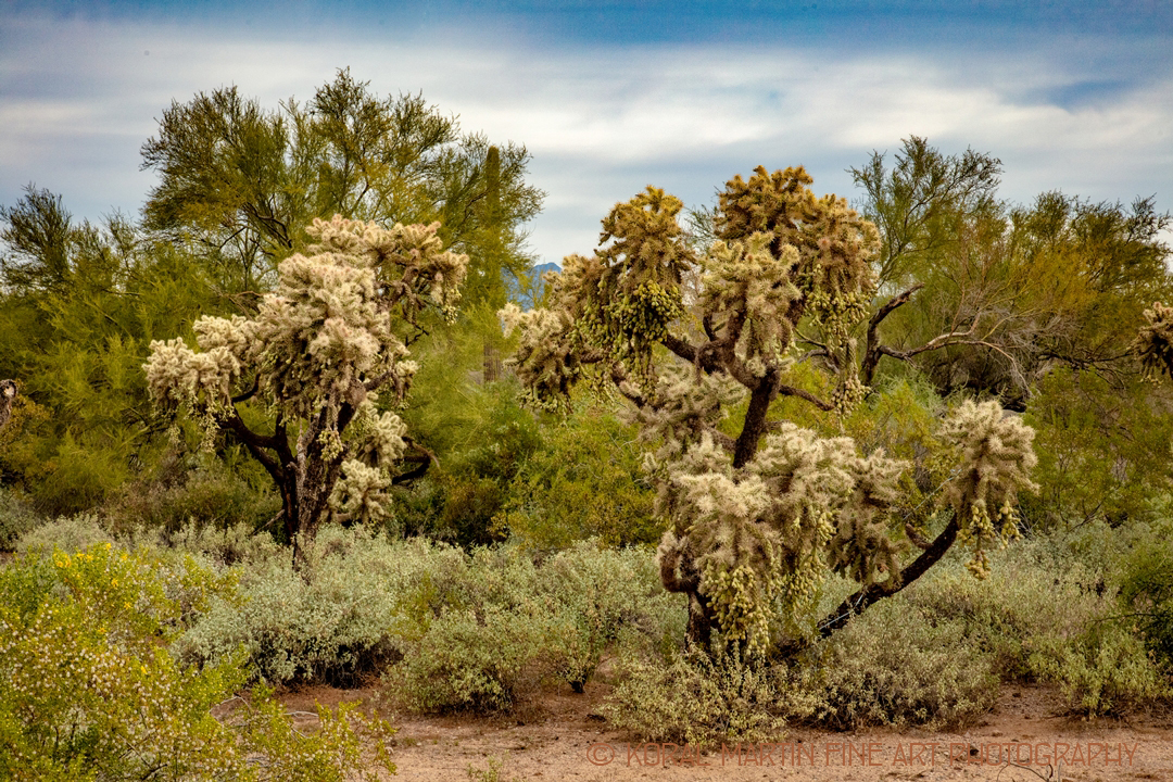 Apache Trail Joshua Tree 1887 – Nature Artwork for Healthcare