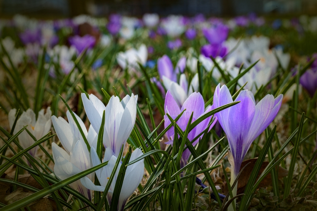 First Blooms — Crocus – Nature Artwork for Healthcare
