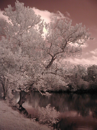 Infrared Tree shoal creek – Nature Artwork for Healthcare