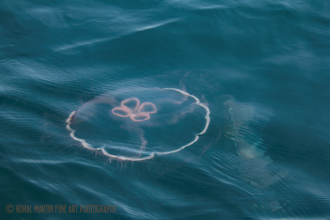 Floating — Jelly Fish – Nature Artwork for Healthcare