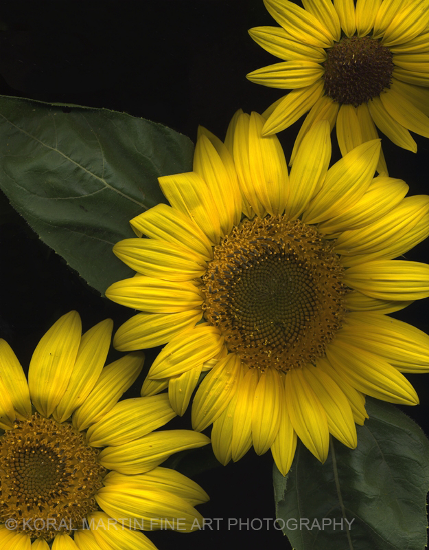 Sunower trio – Nature Artwork for Healthcare