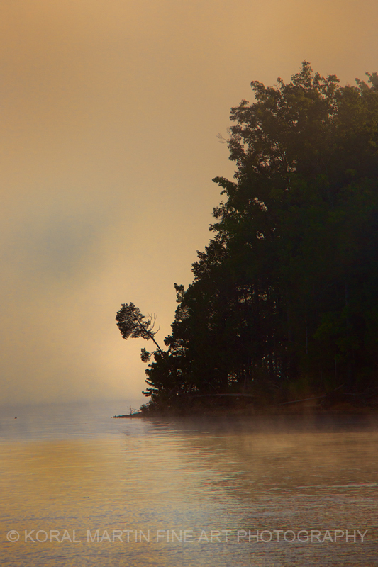 Foggy Tree on Lake Barkley 8623 – Nature Artwork for Healthcare