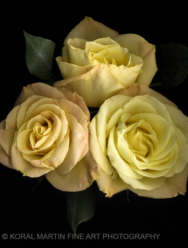 Yellow Rose group – Nature Artwork for Healthcare