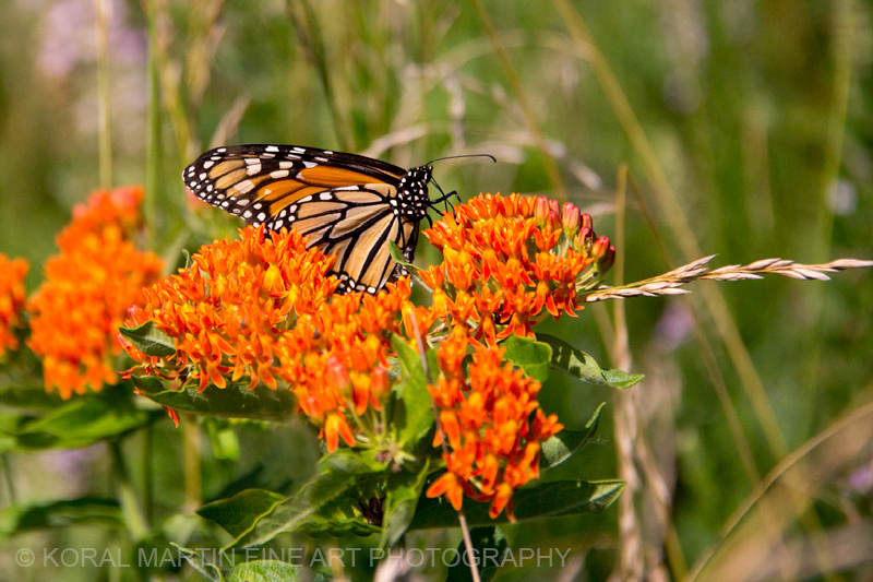Monarch butterfly on Milkweed – Nature Artwork for Healthcare