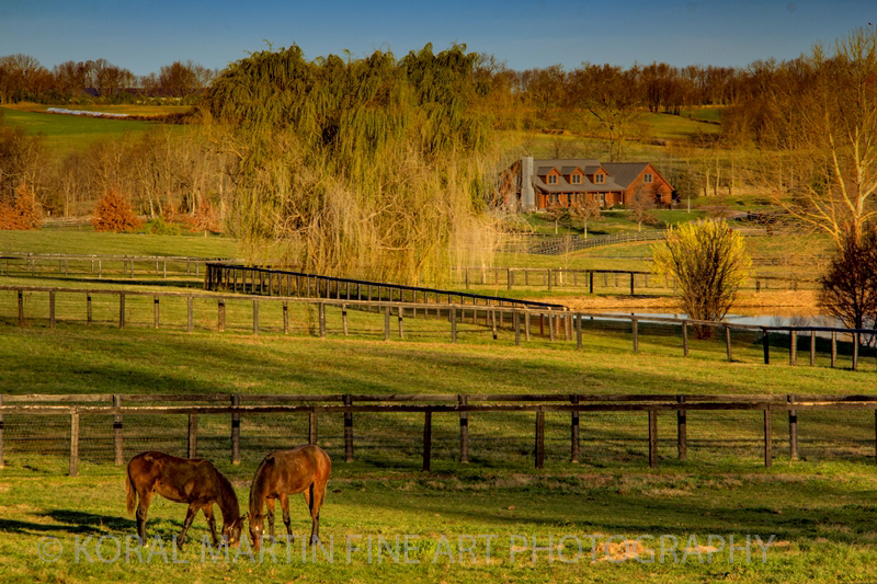 Kentucky Horse Farm 6270 – Nature Artwork for Healthcare